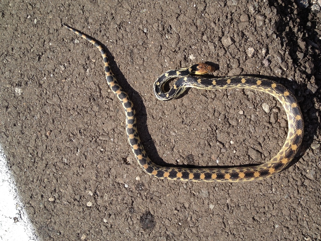 Cape Gopher Snake (Pituophis vertebralis) - Snakes and Lizards