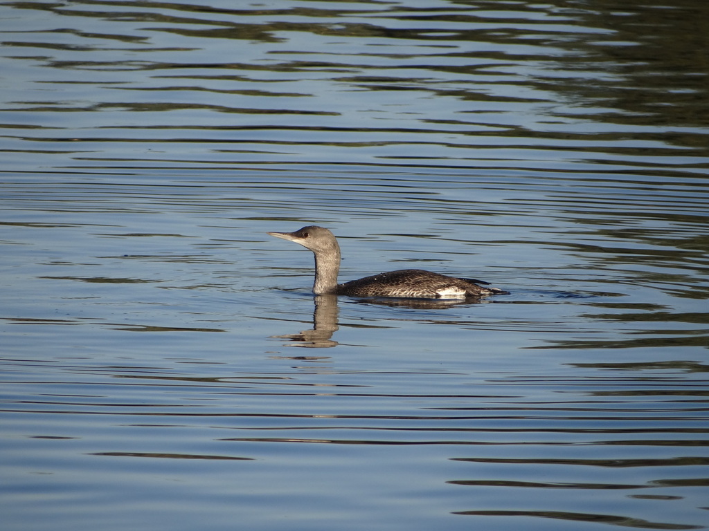 Red-throated Loon from Rancho Sahuarita, Sahuarita, AZ 85629, USA on ...