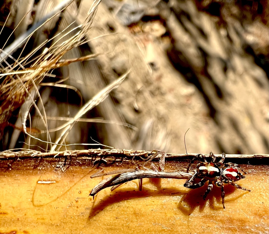 Cardinal Jumping Spider from Tepalcingo, Mor., MX on January 4, 2022 at ...