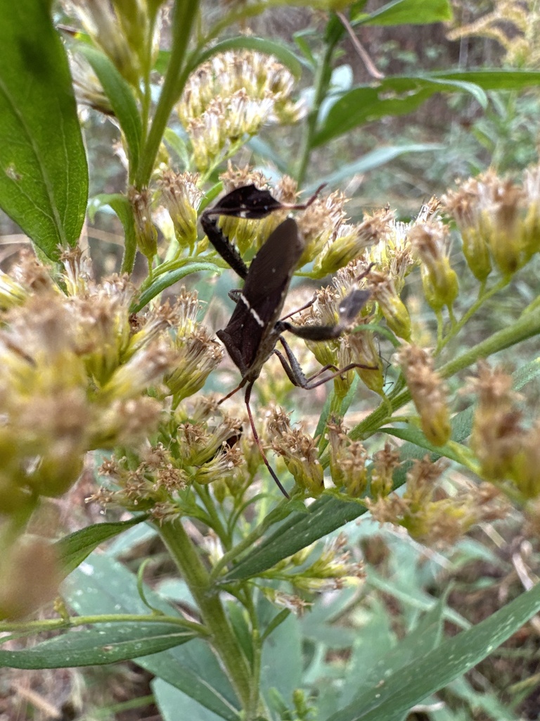 Eastern Leaf-footed Bug from CR-421, Cullman, AL, US on November 12 ...