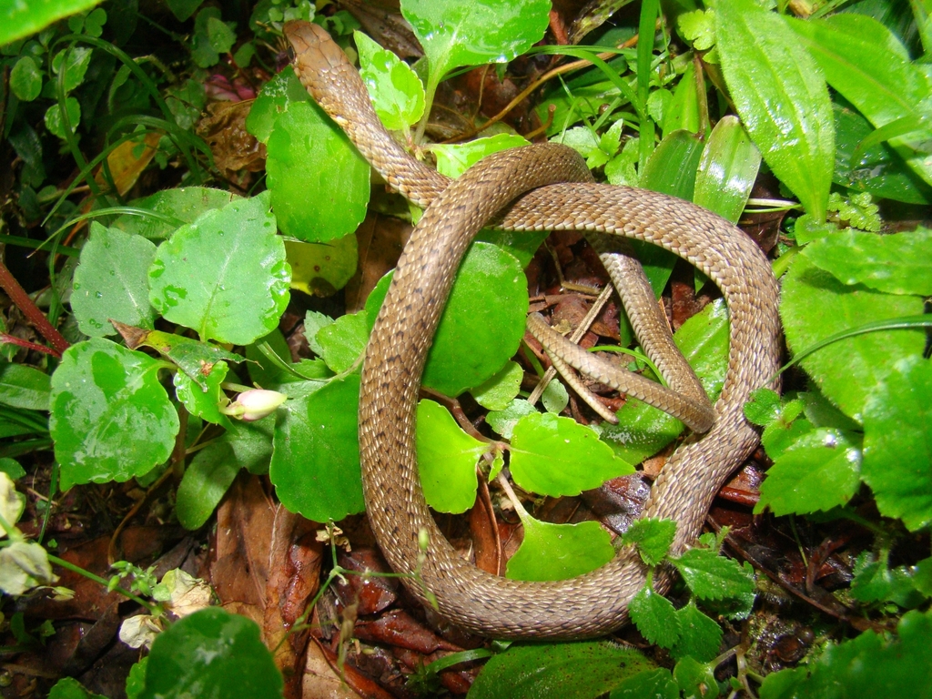 Patagonian Racer from Guarulhos, SP, Brasil on June 10, 2009 at 09:29 ...