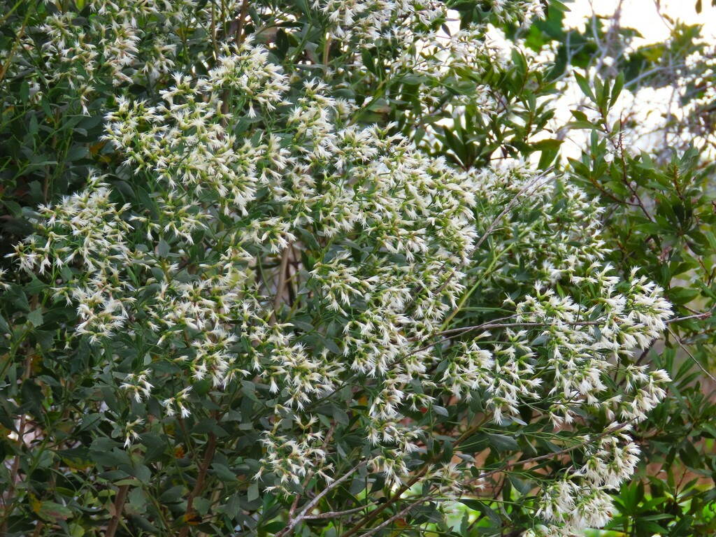 groundsel tree from Babcock-Webb WMA, Punta Gorda, FL 33955, USA on ...
