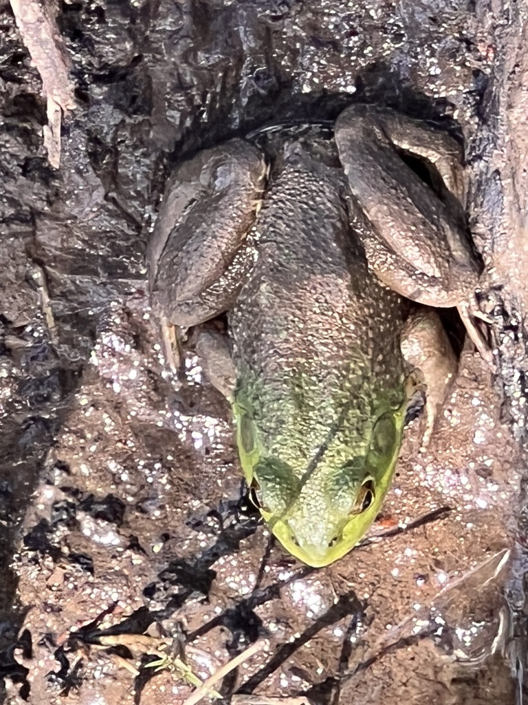 American Bullfrog from University of California, Merced, CA, US on ...