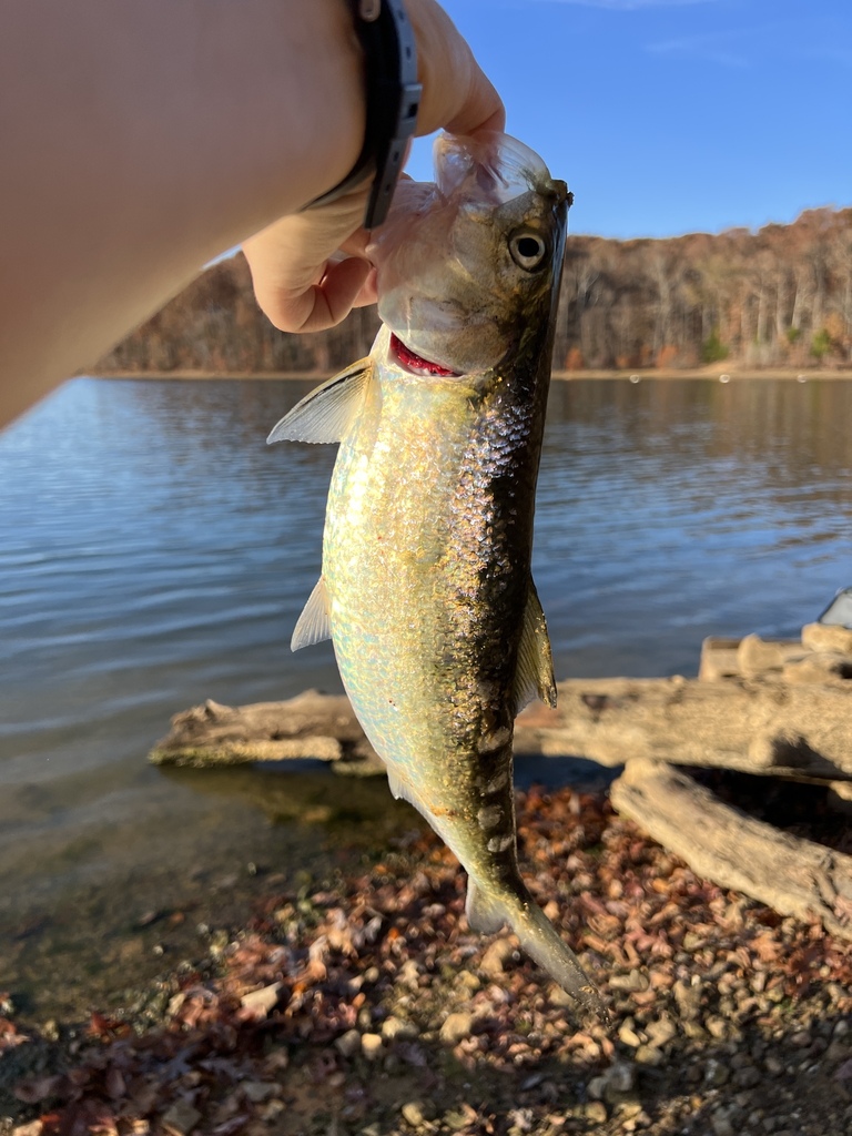 skipjack shad from Land Between the Lakes National Recreation Area ...