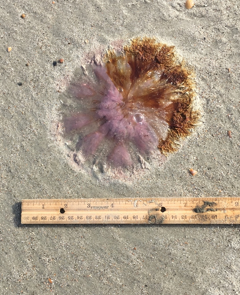 Dwarf Lion's Mane Jelly (Jellyfish of the Cape Fear Region, NC ...