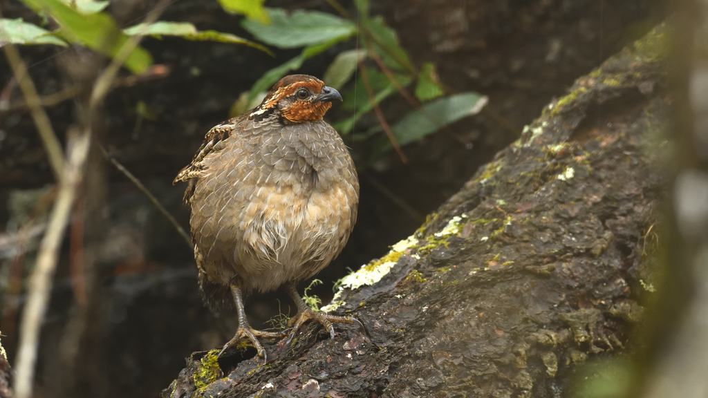Singing Quail from Gral Zaragoza, N.L., México on March 19, 2019 at 12:19 PM by Roberto González ...