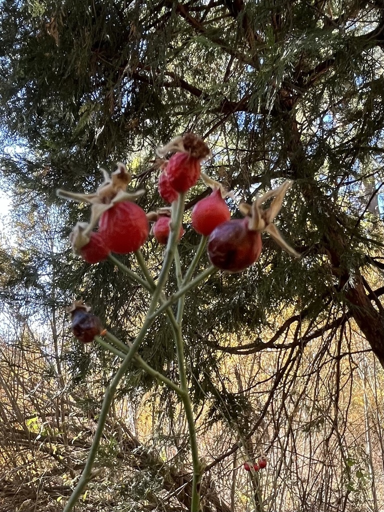 California Wild Rose from San Bernardino National Forest, Idyllwild, CA ...