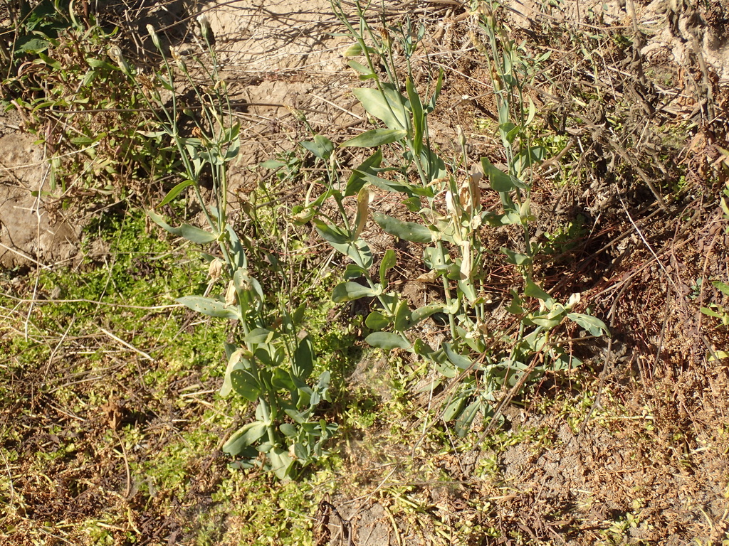 catchfly prairie gentian from Santa Ana River Trail, Anaheim, CA, US on ...
