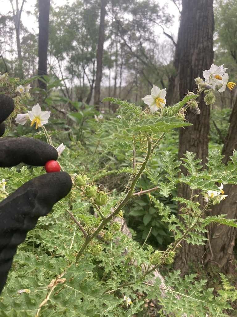 Red Buffalo-bur from Kenthurst, NSW, AU on November 13, 2023 at 08:30 ...