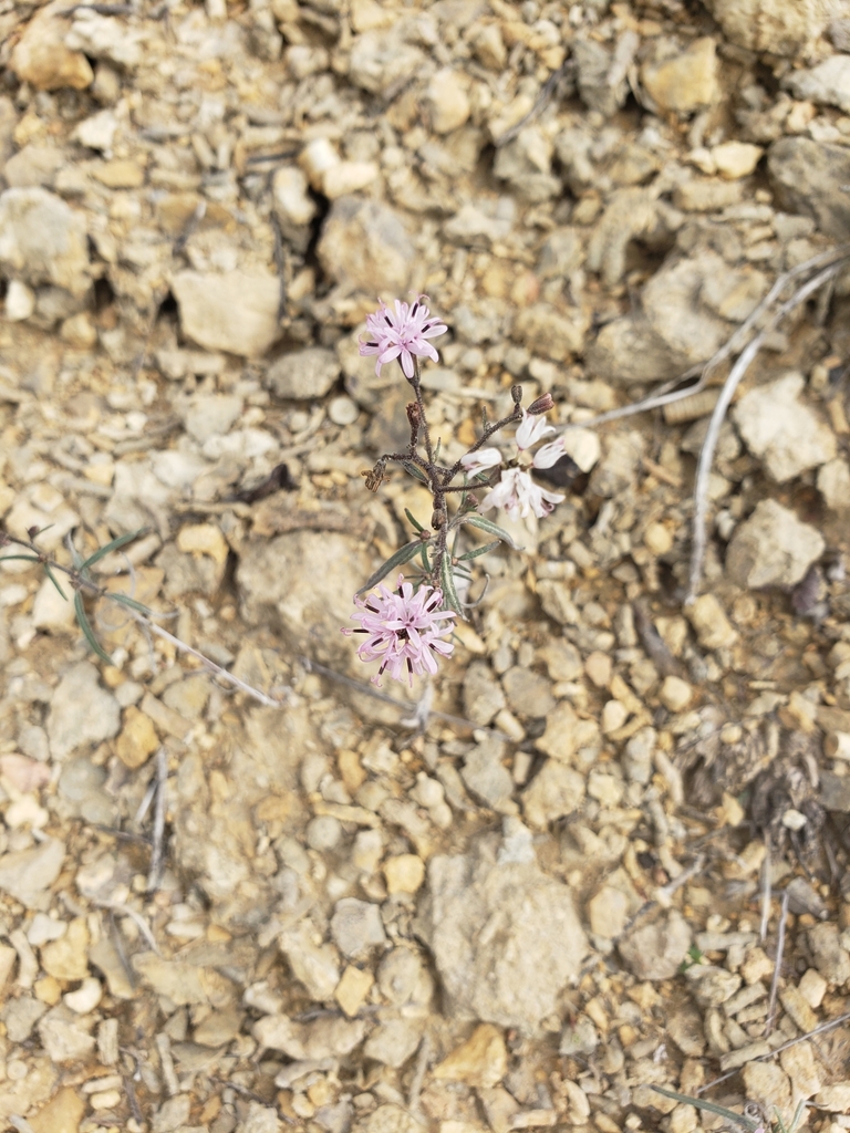 Small Palafox from Runaway Bay, TX 76426, USA on November 11, 2023 at ...