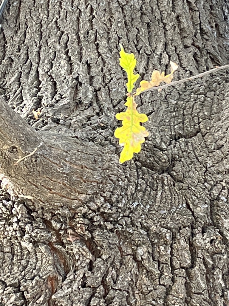 valley oak from 16th St, Modesto, CA, US on November 12, 2023 at 01:41 ...