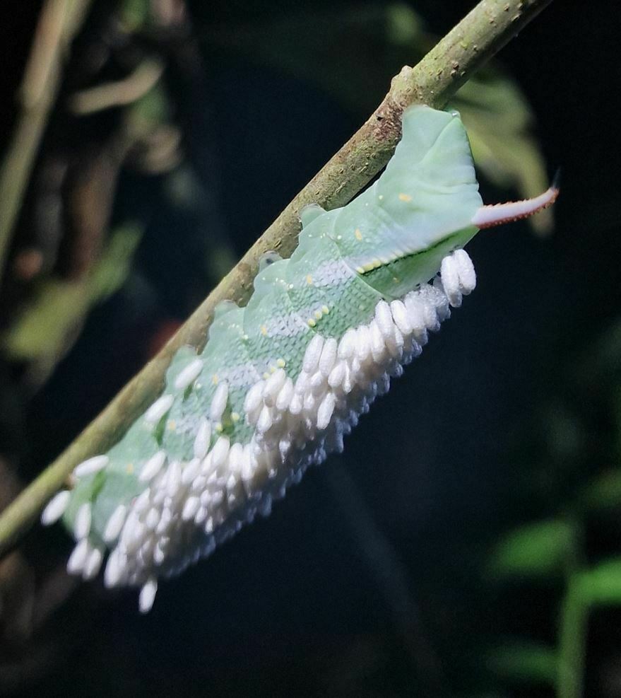 Leafy Sphinx from Tambopata-Provinz, Peru on August 8, 2023 at 07:59 PM ...