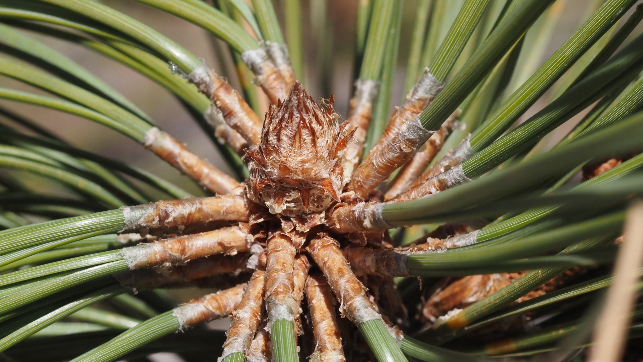 Plants of Southern California: Pinus jeffreyi and P. ponderosa ...