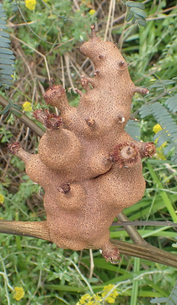 Stinkbean Gall Rust from Knysna, 6570, South Africa on November 11 ...