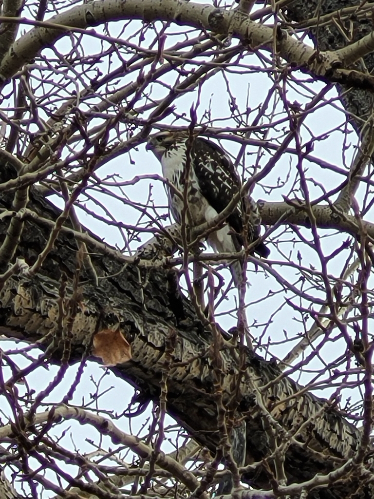 Red-tailed Hawk from Calgary, AB T2J 5N5, Canada on November 12, 2023 ...