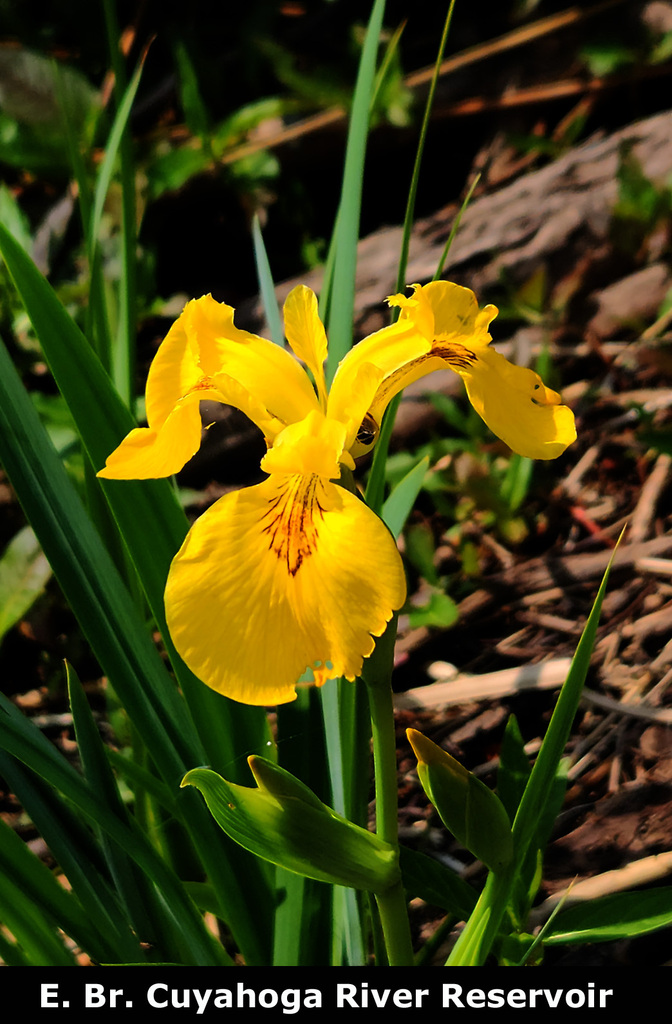Yellow Iris from Geauga County, OH, USA on May 21, 2023 by Charles and ...