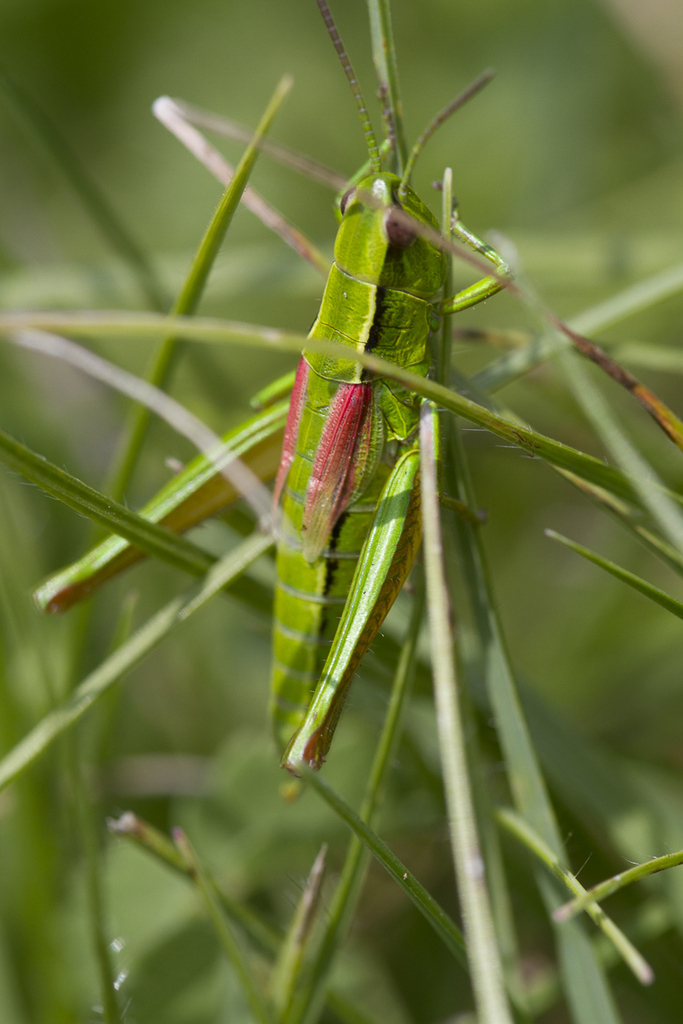 Small Gold Grasshopper from Saint-Pierre-d'Allevard, 38830 Crêts-en ...