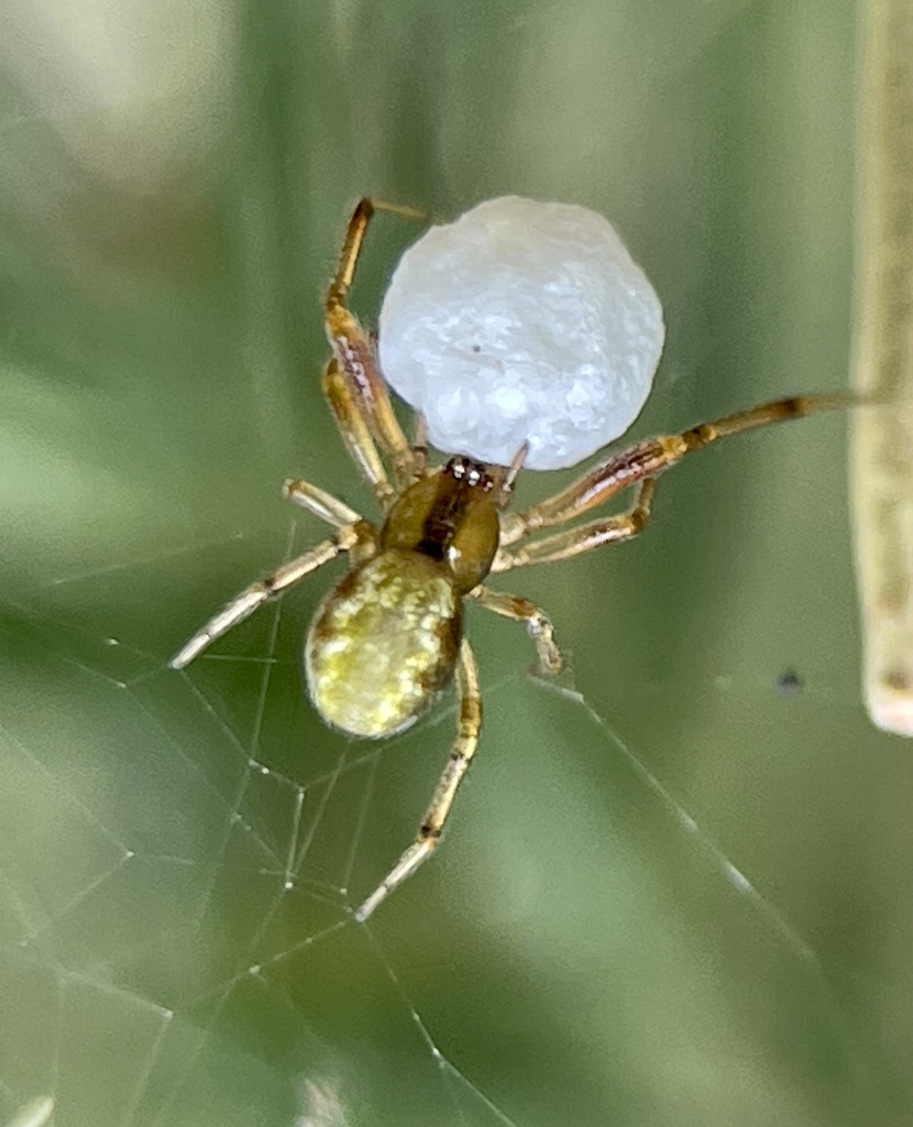 Typical Spiders from Boundary Tk E, Frankston South, VIC, AU on ...