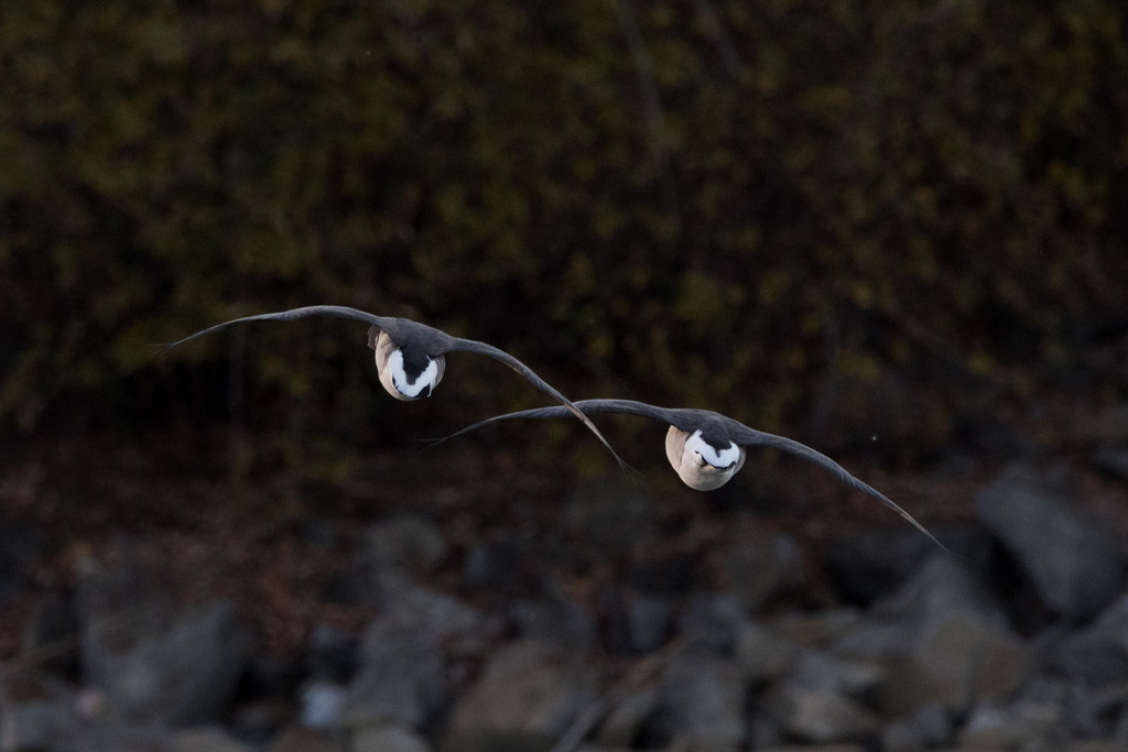 Brant from Jersey City, NJ, USA on November 11, 2023 at 05:28 PM by ...