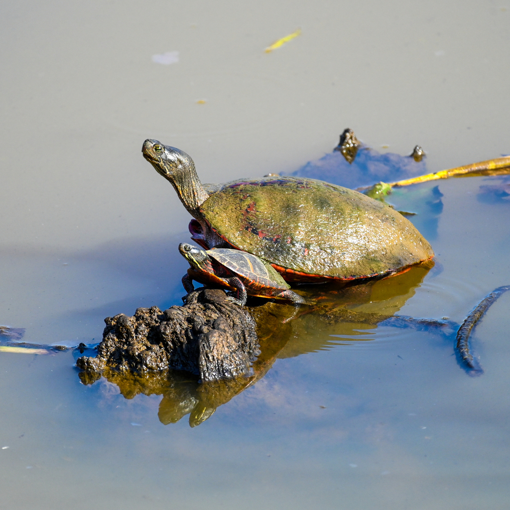 Northern Red-bellied Cooter from Prince William County, VA, USA on ...