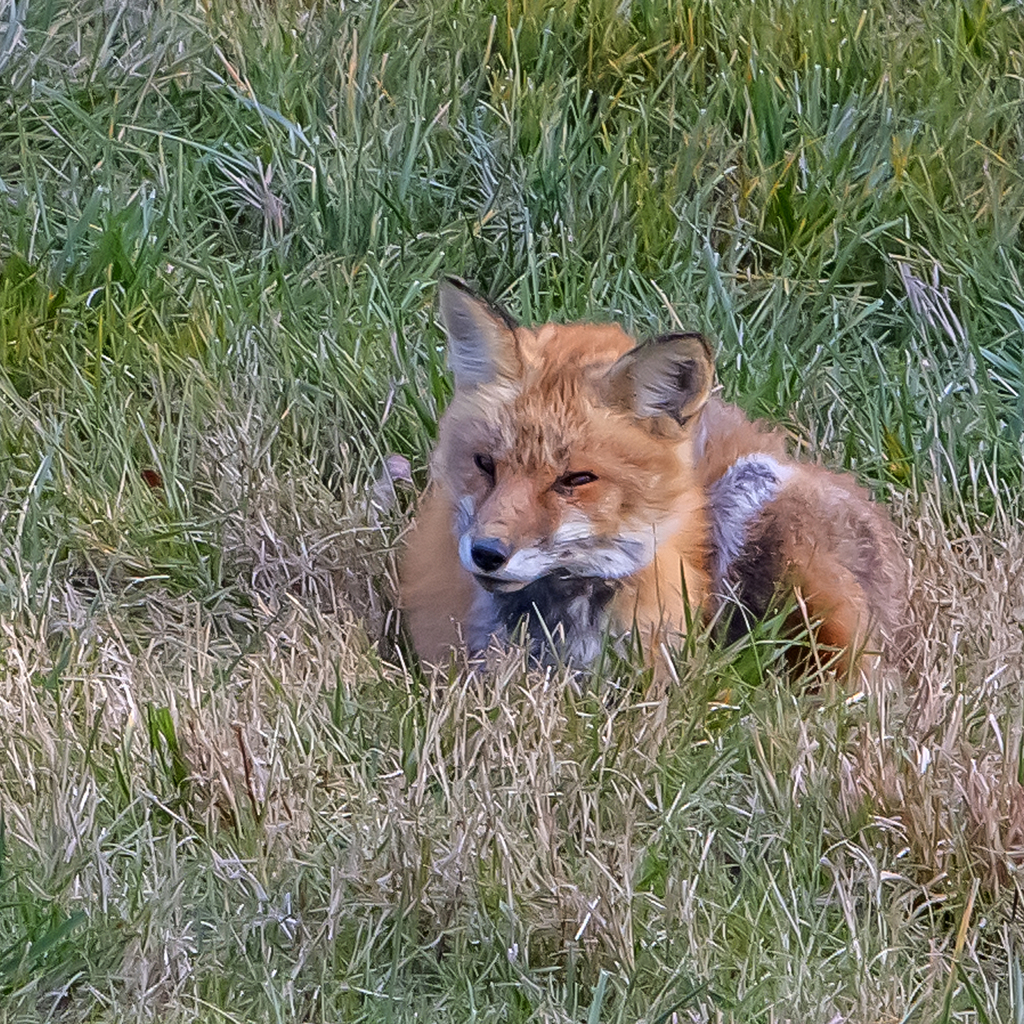 Red Fox from Woodglen Lake Park, Fairfax VA, USA on November 12, 2023 ...