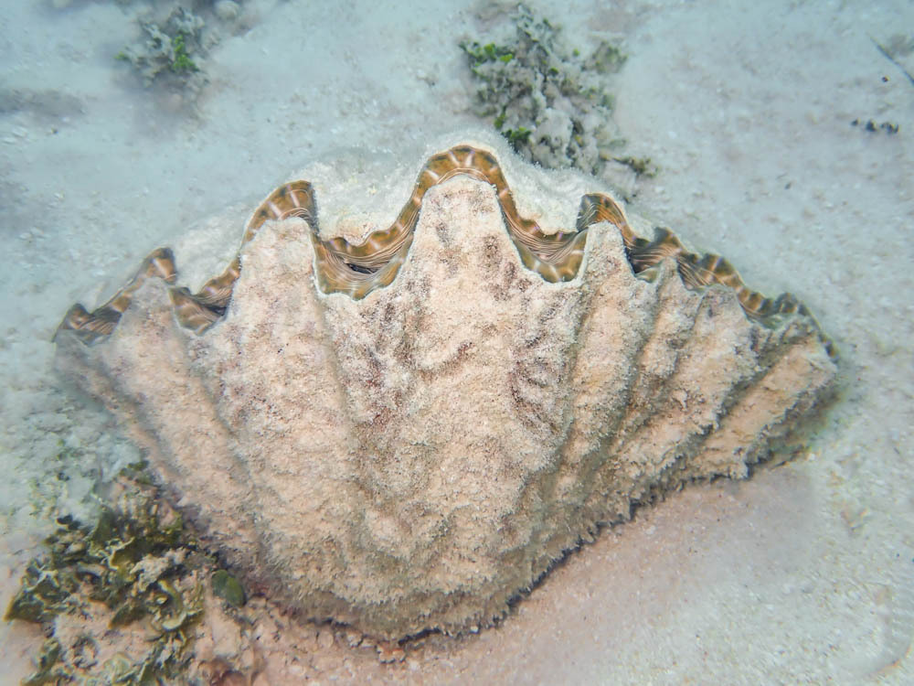 Bear Paw Clam in September 2023 by Raphael Forns · iNaturalist