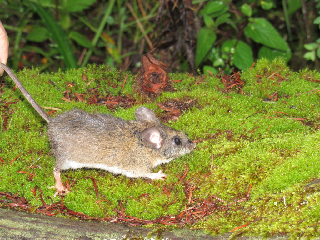Nimble-footed Mouse from Mineral del Chico, Hgo., Mexico on August 6 ...