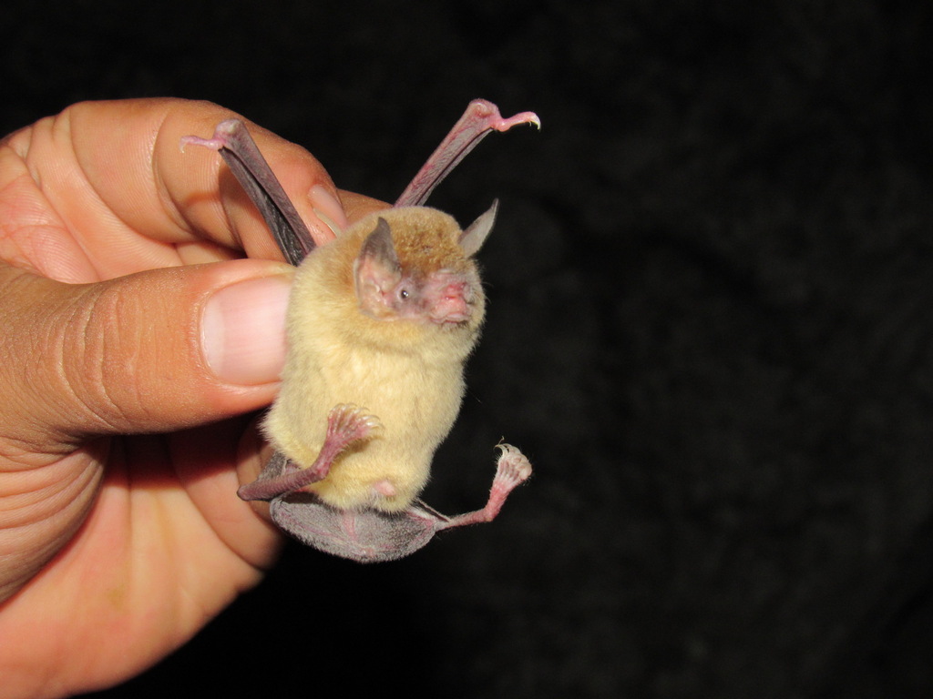 Pteronotus personatus psilotis from Metztitlán, Hgo., Mexico on August 4, 2019 by Venkat Sankar ...