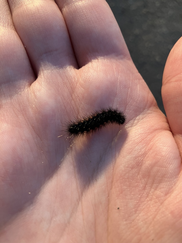 Tiger Moths from Wood Lake Nature Center, Richfield, MN, US on November ...