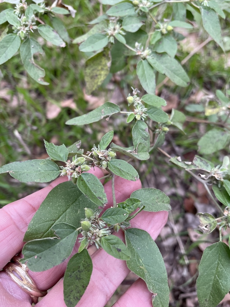 Prairie Tea from Arroyo Dr, Weatherford, TX, US on November 12, 2023 at ...