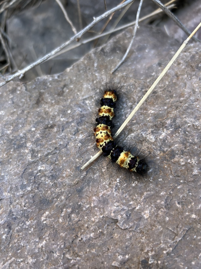 Northern Giant Flag Moth from U.S. Army Fort Bliss, Las Cruces, NM, US ...
