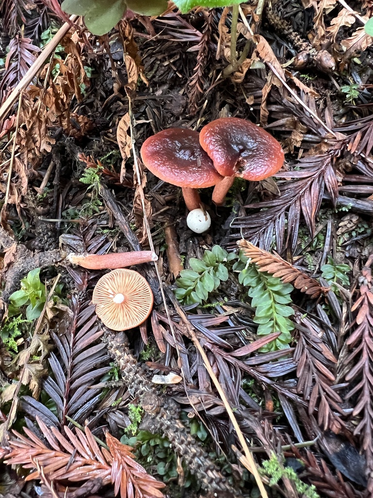 Lactarius subviscidus from Fickle Hill Rd, Arcata, CA, US on November ...