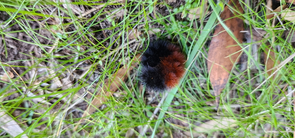 Isabella Tiger Moth from Point Reyes National Seashore, Marin County ...