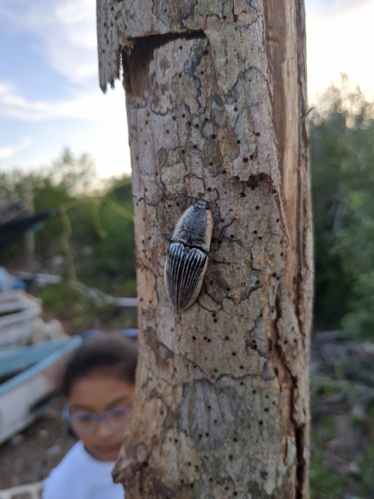 Chalcolepidius rugatus from 5X9P+F9, 97356 Sisal, Yucatan, Mexico on ...