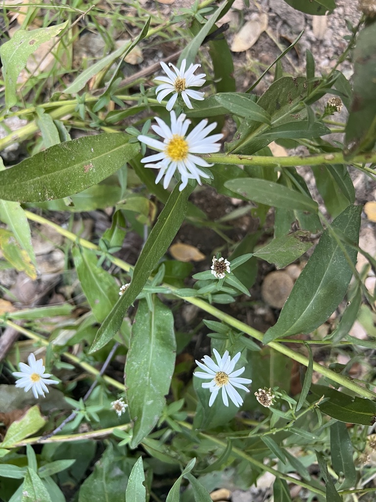 Greata's aster in November 2023 by nmoorhatch. Known location ...