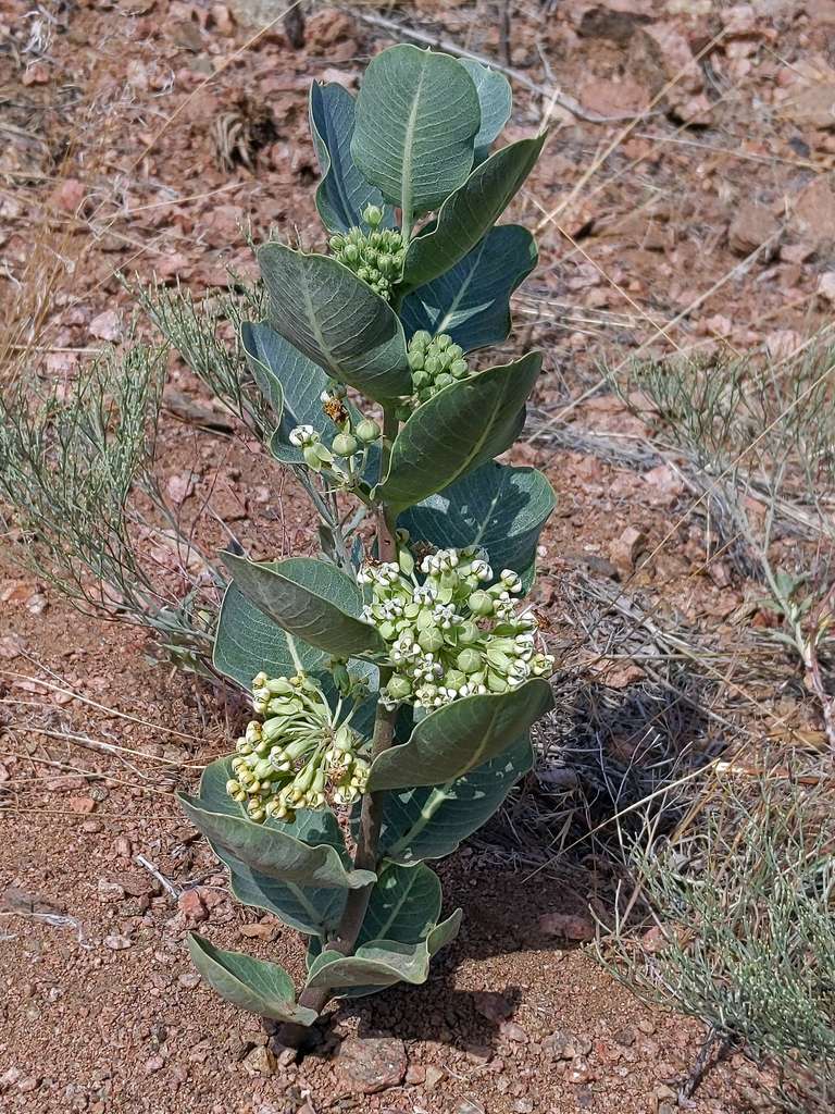 broadleaf milkweed from Fremont County, CO, USA on June 27, 2022 at 04: ...
