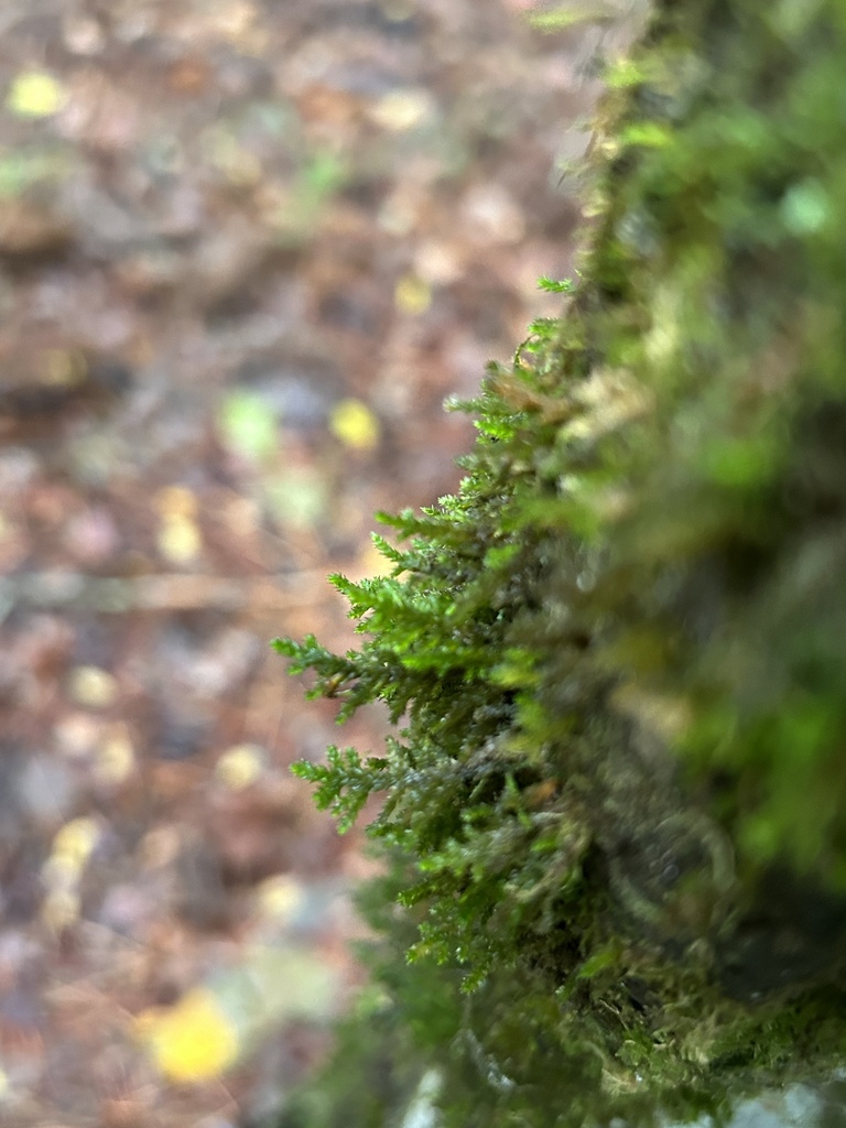 fan moss (Forsstroemia trichomitria) - Botanical Realm