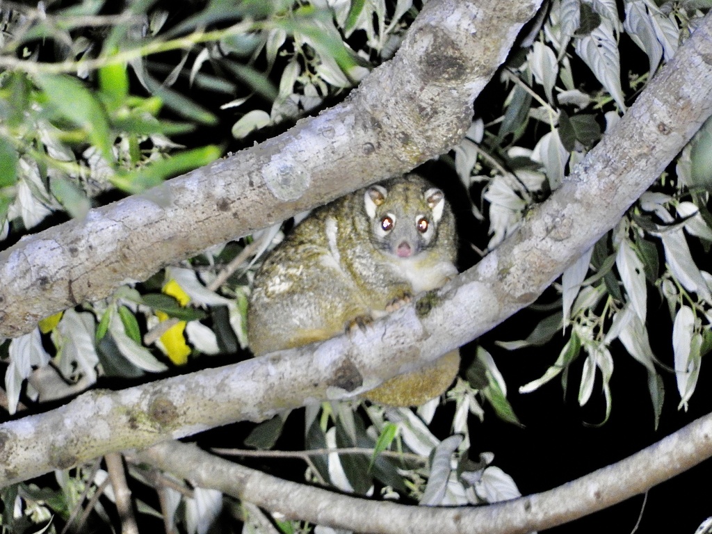 Green Ringtail from Oak Forest Rd, Kuranda, QLD, AU on November 12 ...