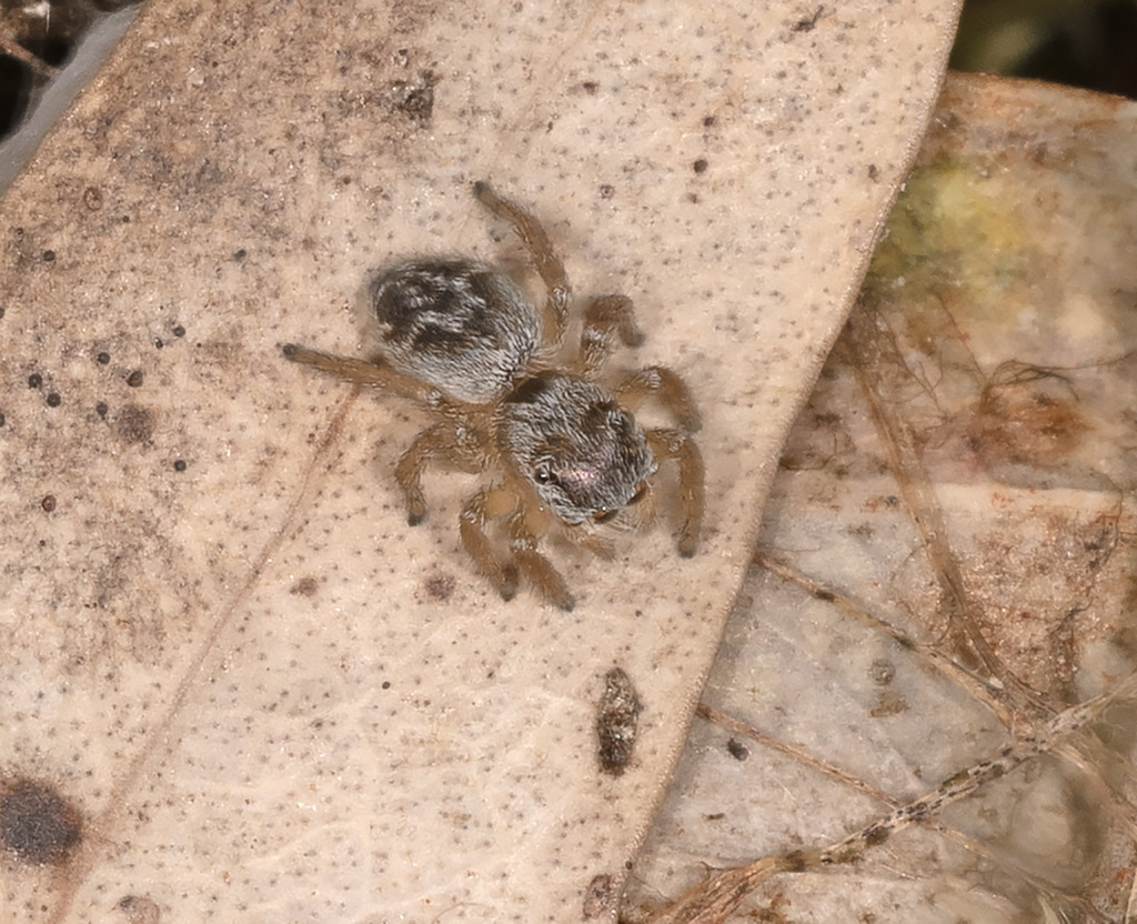 Maratus nemo from Lake Mundi VIC 3312, Australia on November 8, 2023 at ...
