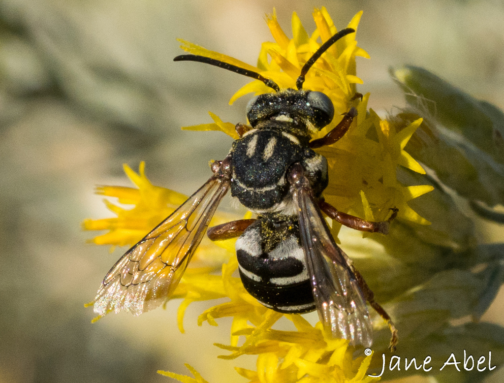 Longhorn-cuckoo bees from Benton County, WA, USA on October 18, 2023 at ...
