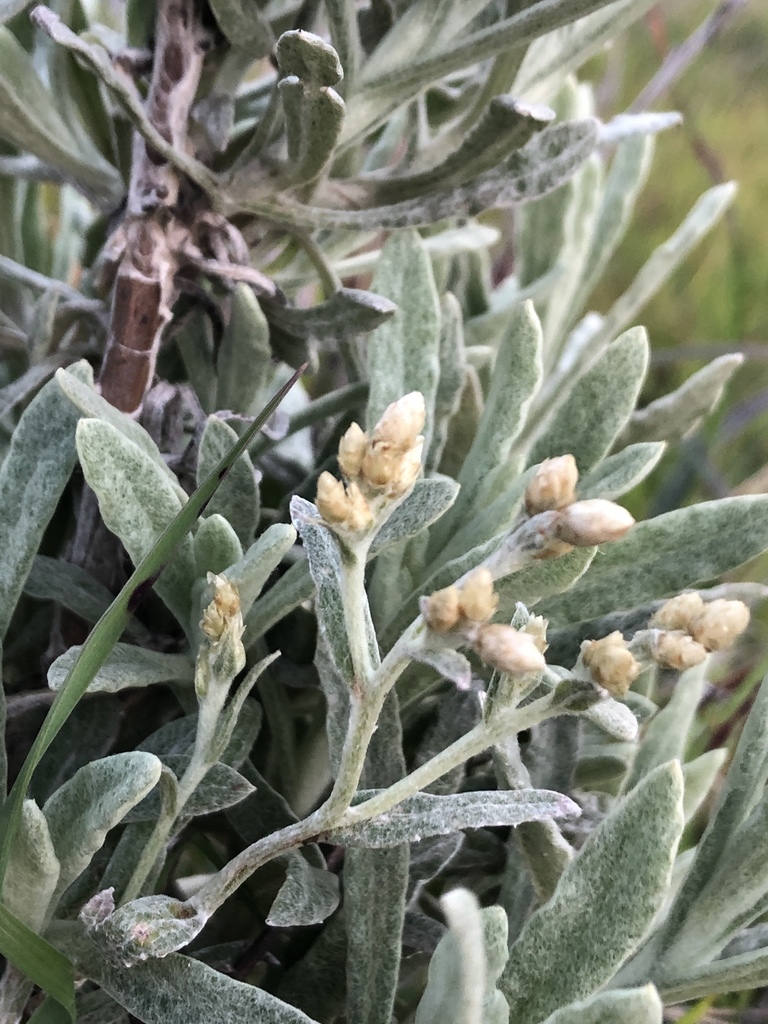 Fragrant Everlasting from Mount Tamalpais State Park, Fairfax, CA, US ...