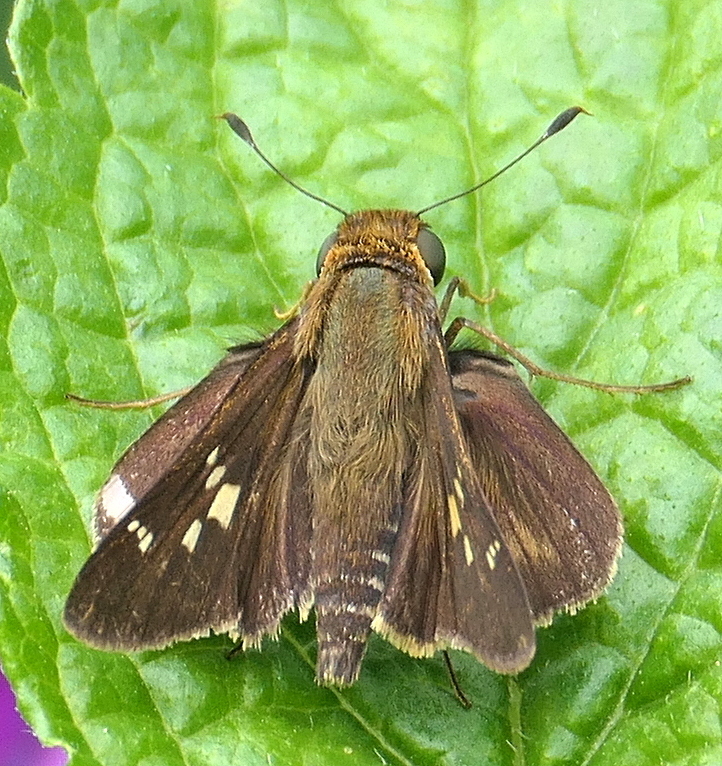 Violet-banded Skipper from Alajuela Province, San Carlos, Costa Rica on ...