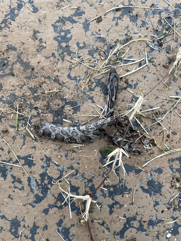 Western Ratsnake from Parson's Rd, Abilene, TX, US on November 12, 2023 ...
