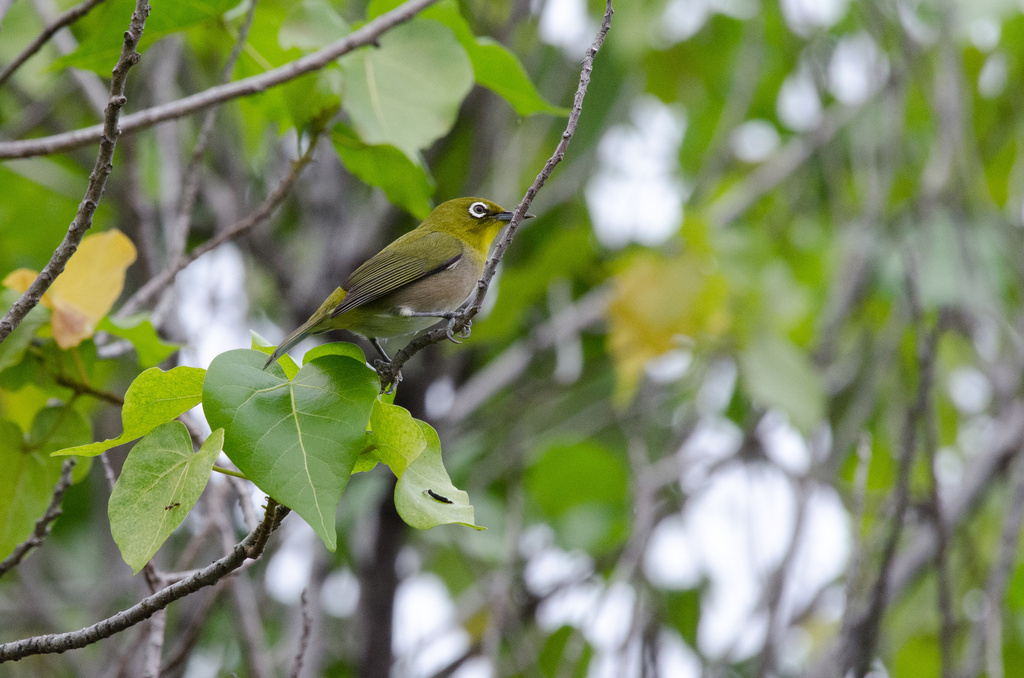 Warbling White-eye from Kaloko-Honokōhau National Historical Park ...