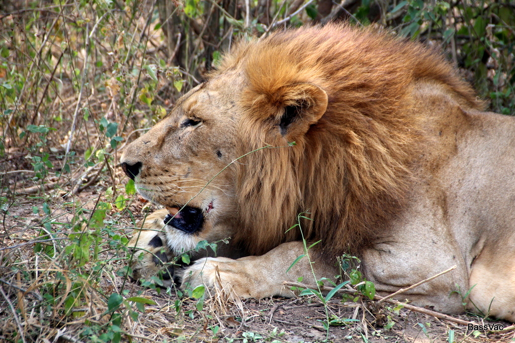 Northern Lion in February 2016 by gillbsydney · iNaturalist
