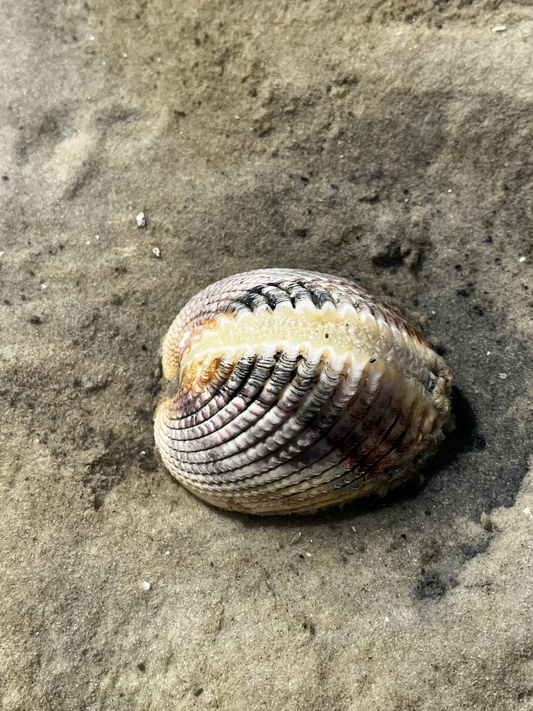 Strawberry Heart Cockle from Coral Sea, Dunwich, QLD, AU on November 12 ...