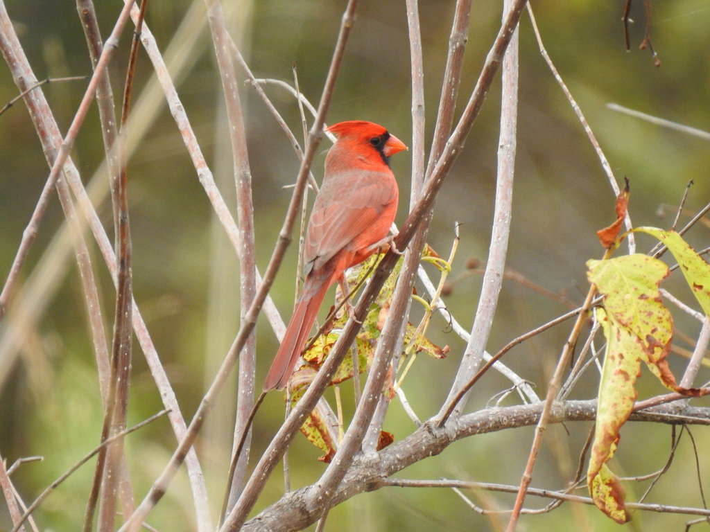 Northern Cardinal from Lewisville, TX, USA on November 12, 2023 at 04: ...