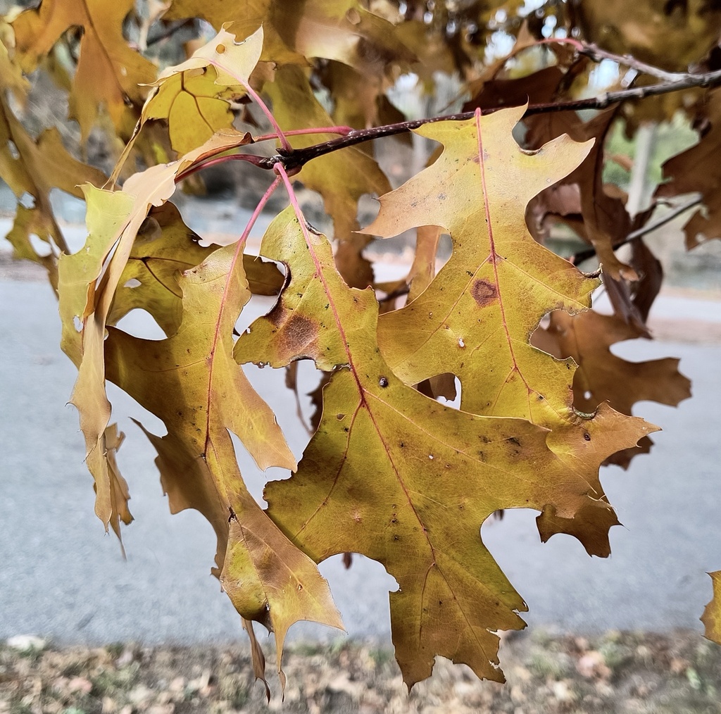 northern red oak from Ochsner Park Zoo, Baraboo, WI, US on November 12 ...