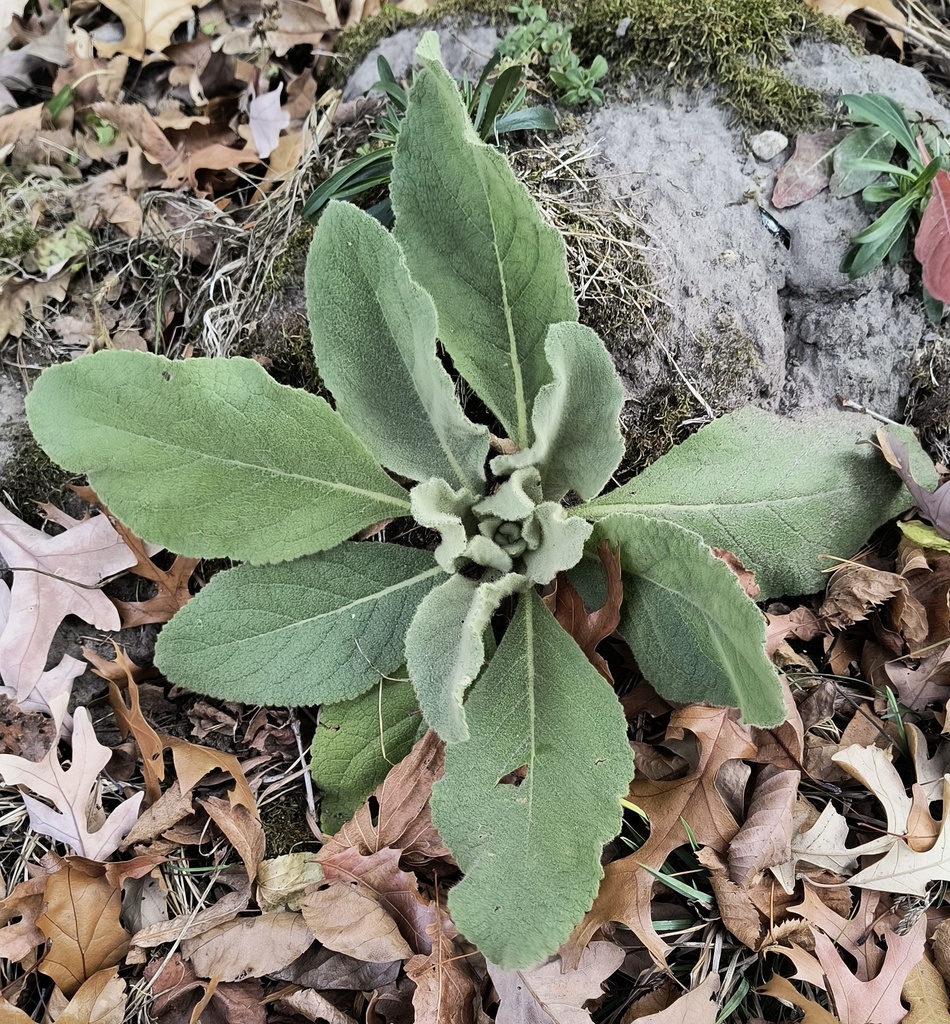 great mullein from Ochsner Park Zoo, Baraboo, WI, US on November 12 ...