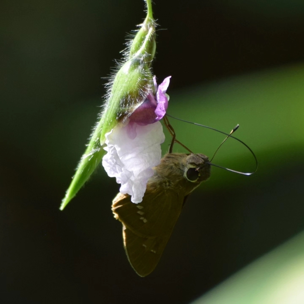 Brazilian Skipper from Naples, FL 34120, USA on October 22, 2023 by jtorres250 · iNaturalist
